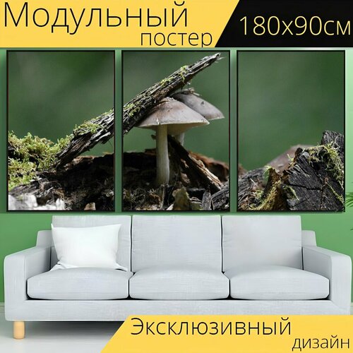 Модульный постер "Грибы, бревно, лес" 180 x 90 см. для интерьера