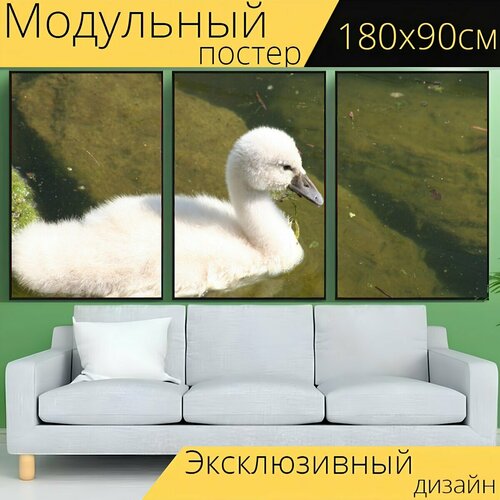 Модульный постер "Птенец лебедя, цыпленок, горб" 180 x 90 см. для интерьера