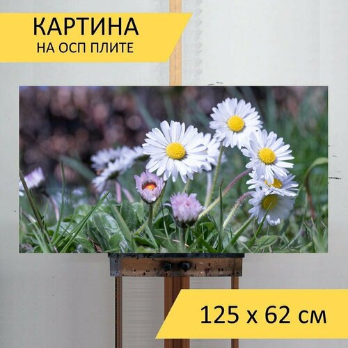 Картина на ОСП 125х62 см. "Маргаритка, цветы, растения" горизонтальная, для интерьера, с креплениями