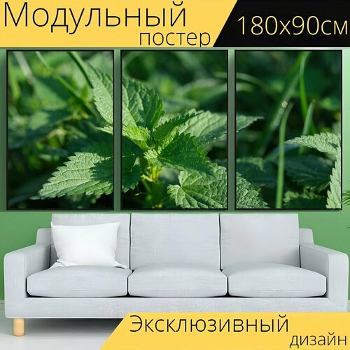 Модульный постер "Крапива, травы, здоровье" 180 x 90 см. для интерьера