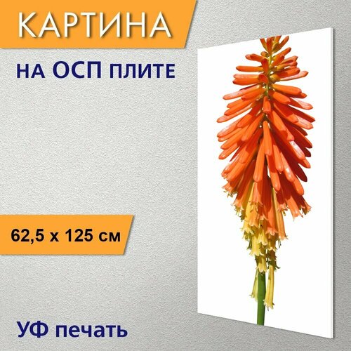 Вертикальная картина на ОСП "Книфофия, цветок, красный горячий покер" 62x125 см. для интерьериа