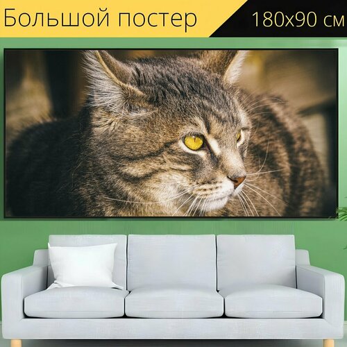 Большой постер "Кот, домашняя кошка, глаза" 180 x 90 см. для интерьера