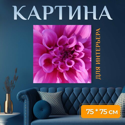 Картина на холсте "Хризантема, розовый, цветок" на подрамнике 75х75 см. для интерьера