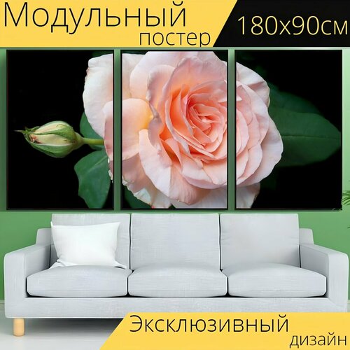Модульный постер "Цветок, абрикос, роза" 180 x 90 см. для интерьера