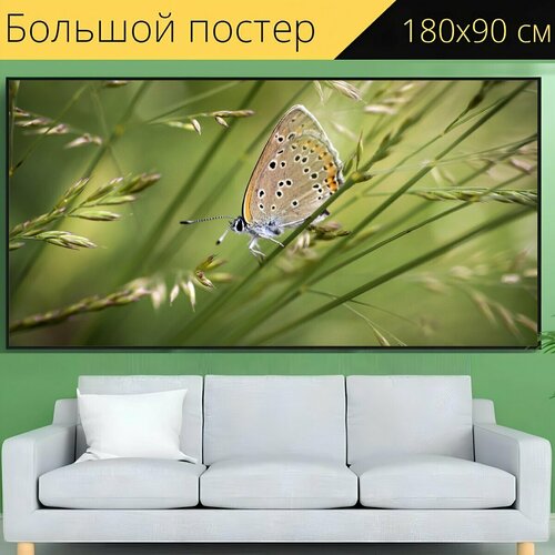 Большой постер "Бабочка, бабочки, макрос" 180 x 90 см. для интерьера