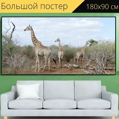 Большой постер "Дикая природа, жирафа, животное" 180 x 90 см. для интерьера