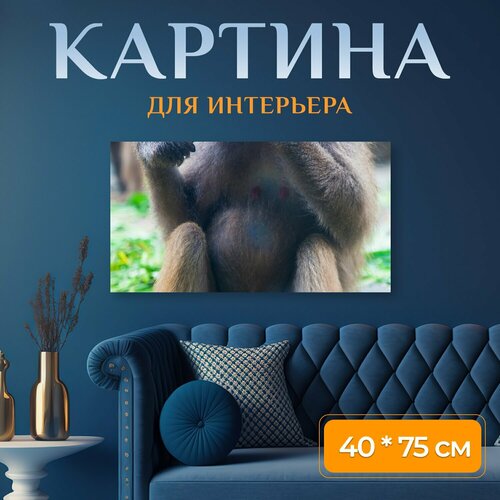 Картина на холсте "Бабуин, животное, принимать пищу" на подрамнике 75х40 см. для интерьера