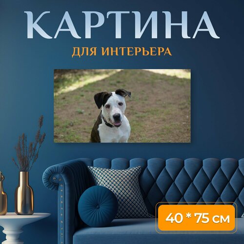 Картина на холсте "Собака, черное и белое, домашний питомец" на подрамнике 75х40 см. для интерьера