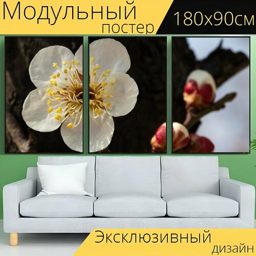 Модульный постер "Цветение сливы, цветок, весна" 180 x 90 см. для интерьера
