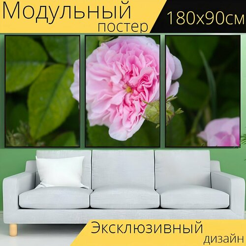 Модульный постер "Роза, сад, аромат" 180 x 90 см. для интерьера