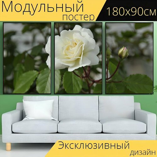 Модульный постер "Роза, цветок, любовь блум" 180 x 90 см. для интерьера