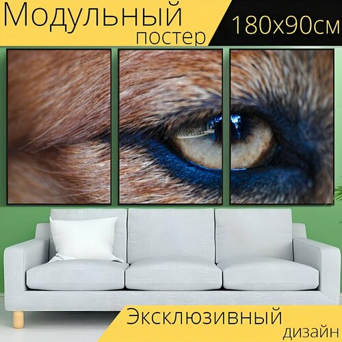 Модульный постер "Глаз, собака, домашний питомец" 180 x 90 см. для интерьера