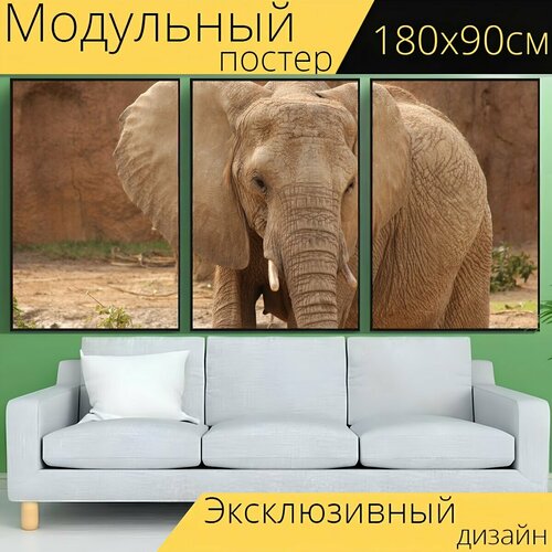 Модульный постер "Слон, зоопарк, серый" 180 x 90 см. для интерьера