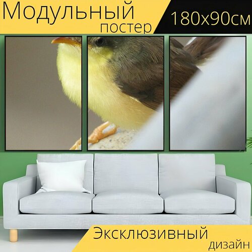 Модульный постер "Птица, перья, клюв" 180 x 90 см. для интерьера