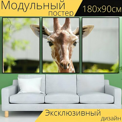 Модульный постер "Зоопарк, жирафа, портрет животных" 180 x 90 см. для интерьера