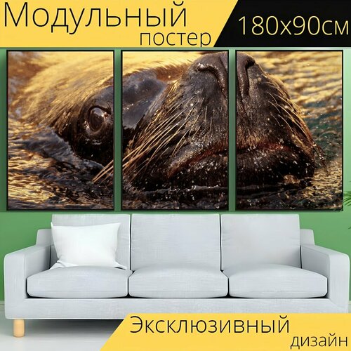 Модульный постер "Тюлень, морской лев, вода" 180 x 90 см. для интерьера
