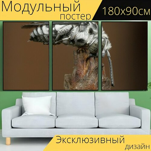 Модульный постер "Моль, насекомое, жук" 180 x 90 см. для интерьера