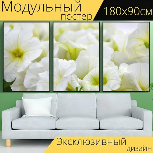 Модульный постер "Белый, цветы, петунии" 180 x 90 см. для интерьера