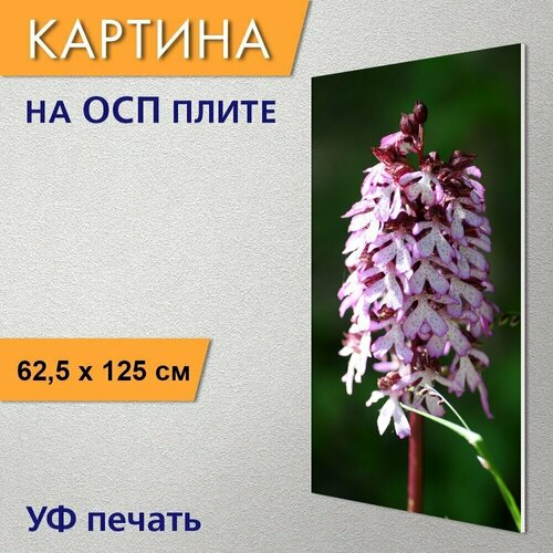 Вертикальная картина на ОСП "Орхидея, цветок, природа" 62x125 см. для интерьериа