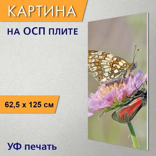 Вертикальная картина на ОСП "Природа, насекомое, бабочка" 62x125 см. для интерьериа