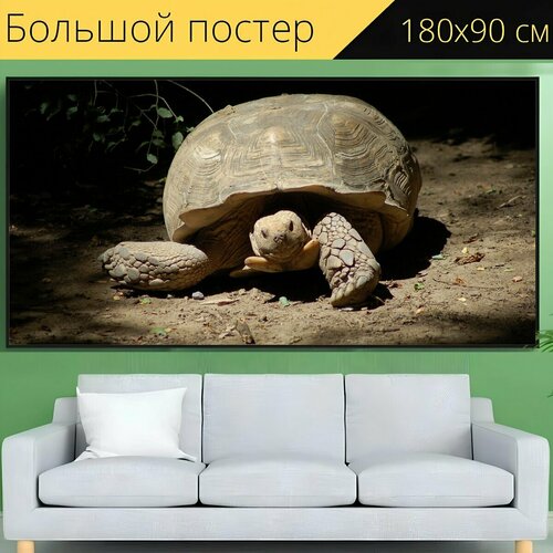 Большой постер "Черепаха, животное, черепахи" 180 x 90 см. для интерьера
