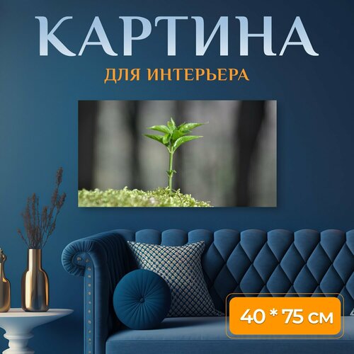 Картина на холсте "Мох, маленькие растения, нежный" на подрамнике 75х40 см. для интерьера