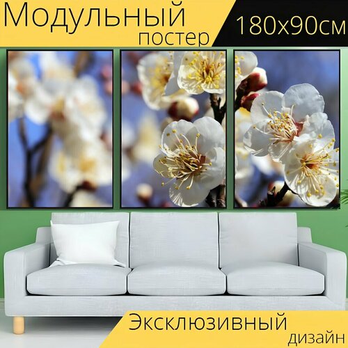 Модульный постер "Цветение сливы, весенние цветы, республика корея" 180 x 90 см. для интерьера