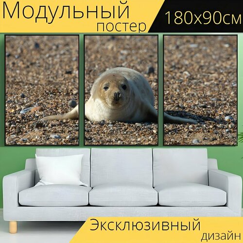 Модульный постер "Серый тюлень, печать щенка, тюлень" 180 x 90 см. для интерьера