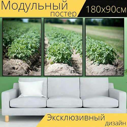 Модульный постер "Сельское хозяйство, картошка, обрезать" 180 x 90 см. для интерьера