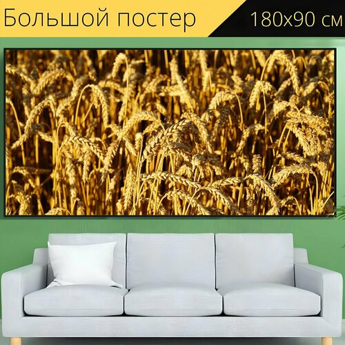 Большой постер "Пшеница, зерно, спелый" 180 x 90 см. для интерьера
