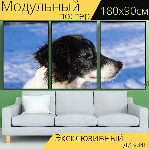 Модульный постер "Собака, снег, портрет" 180 x 90 см. для интерьера