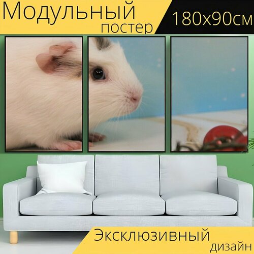Модульный постер "Морская свинка, милый, грызун" 180 x 90 см. для интерьера