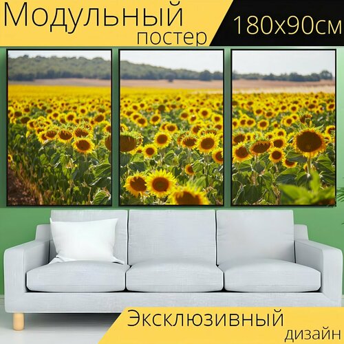 Модульный постер "Подсолнухи, цветы, завод" 180 x 90 см. для интерьера