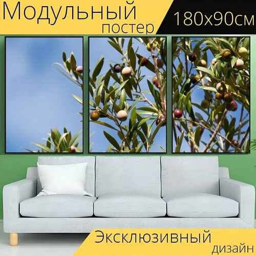 Модульный постер "Оливковый, оливки, дорогой" 180 x 90 см. для интерьера