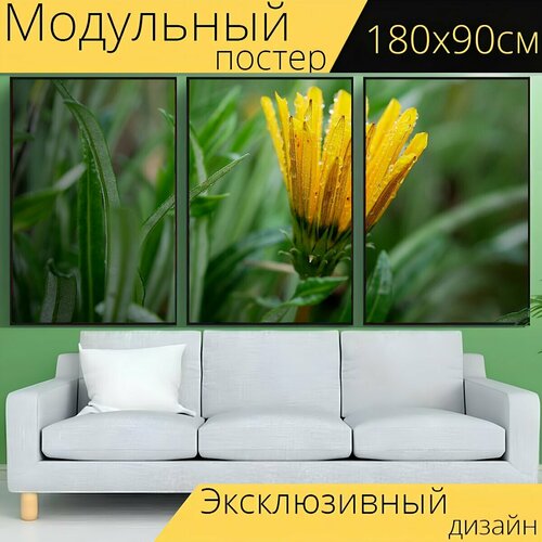 Модульный постер "Астра, желтый, сад" 180 x 90 см. для интерьера
