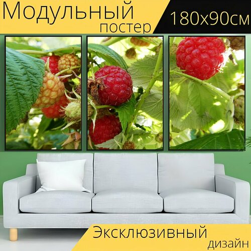 Модульный постер "Малина, буш, фрукты" 180 x 90 см. для интерьера