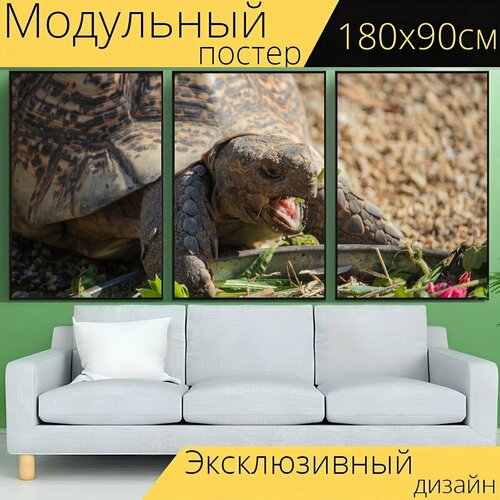 Модульный постер "Черепаха, животное, принимать пищу" 180 x 90 см. для интерьера