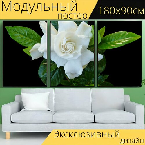 Модульный постер "Гардения, цветок, ароматный" 180 x 90 см. для интерьера