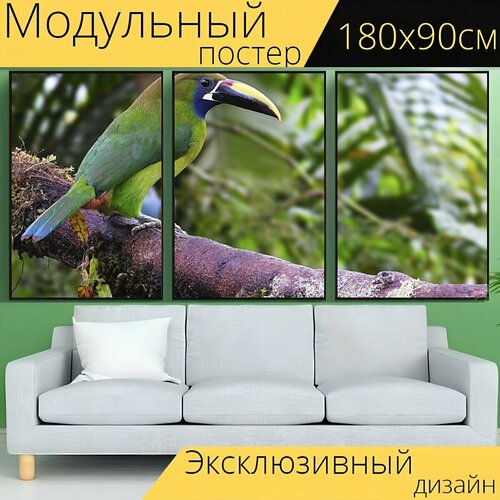 Модульный постер "Изумрудный туканет, птица, животное" 180 x 90 см. для интерьера