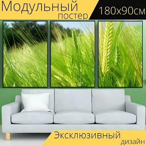 Модульный постер "Весна, пшеница, пейзаж" 180 x 90 см. для интерьера