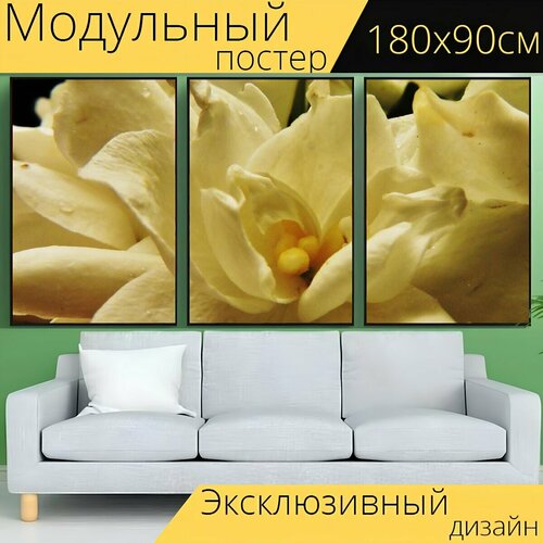 Модульный постер "Гардении, цветок, белый" 180 x 90 см. для интерьера