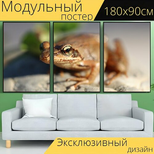 Модульный постер "Обыкновенная лягушка, лягушка, амфибии" 180 x 90 см. для интерьера