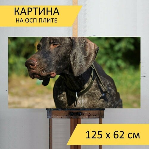Картина на ОСП 125х62 см. "Куцхаар, собака, пес" горизонтальная, для интерьера, с креплениями