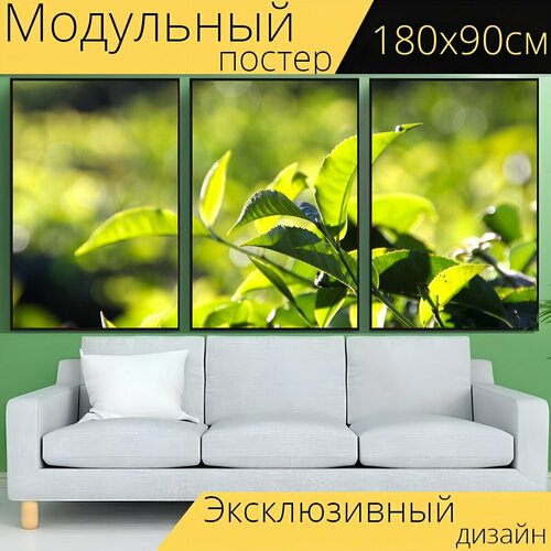 Модульный постер "Чай, плантация, чайная плантация" 180 x 90 см. для интерьера