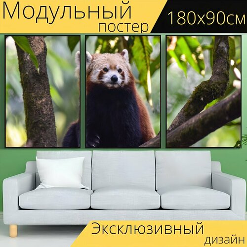 Модульный постер "Панда, красная панда, медведь" 180 x 90 см. для интерьера