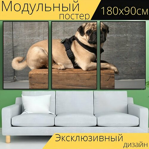 Модульный постер "Мопс, собака, милый" 180 x 90 см. для интерьера