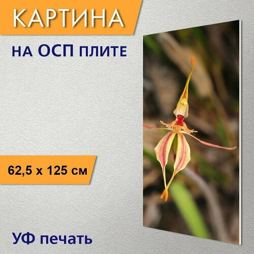 Вертикальная картина на ОСП "Хребты стирлинга, крабовые губами орхидея, орхидеи" 62x125 см. для интерьериа