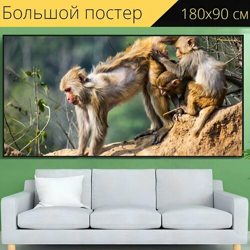 Большой постер "Макак, обезьяны, семья" 180 x 90 см. для интерьера