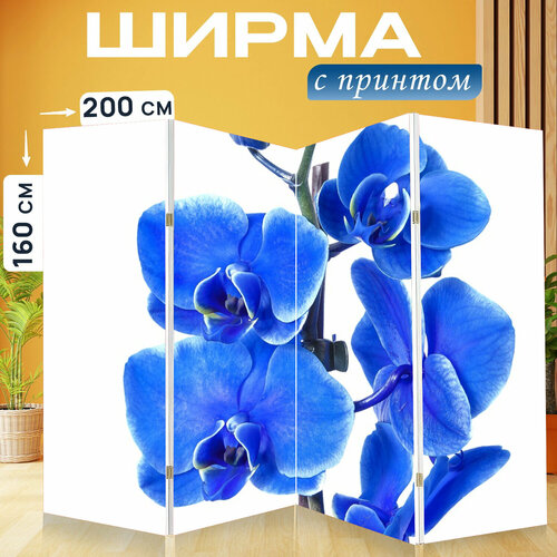 Ширма перегородка с принтом "Фаленопсис, орхидея, окрашен в синий цвет" на холсте - 200x160 см. для зонирования, раскладная