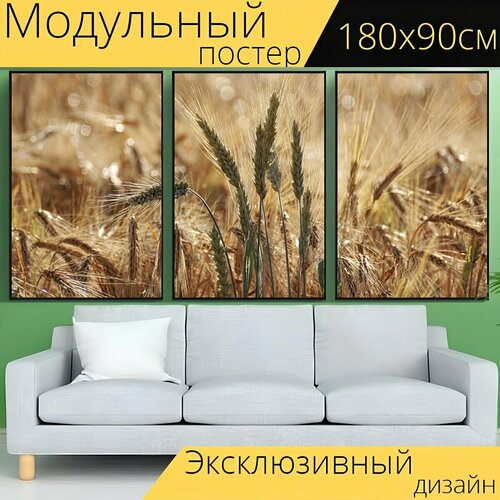 Модульный постер "Пшеничное поле, зерно, сельское хозяйство" 180 x 90 см. для интерьера
